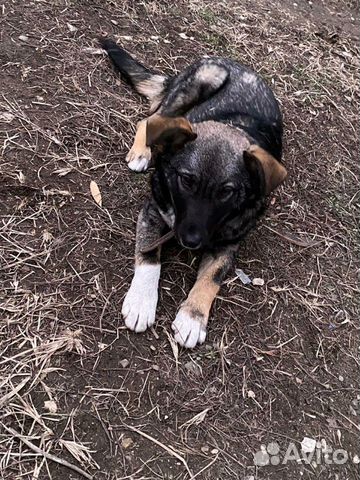 Собака 6 мес ро 38