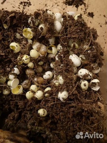 Кладка яиц улитки Ахатина