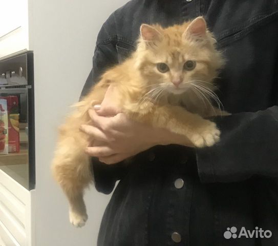 Красивый рыжий котик