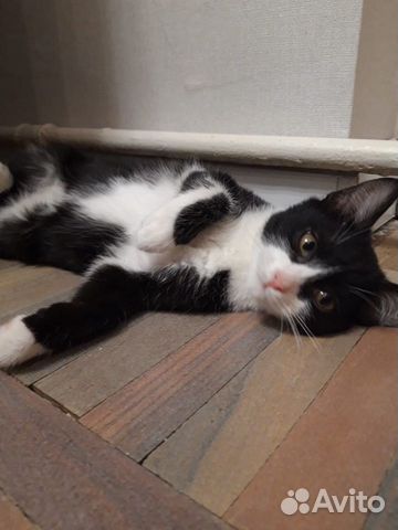 Котятки озорные (кошка, кот, котёнок, котята