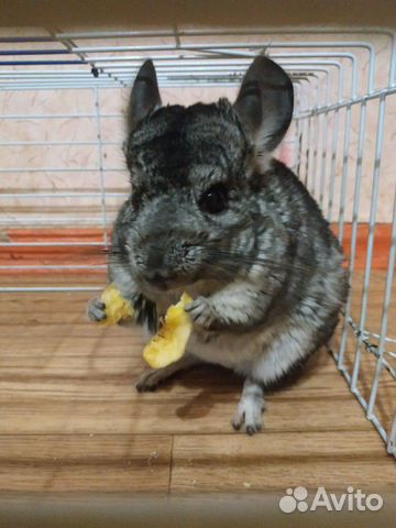 Шиншилла с приданным