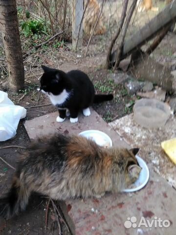 Удивительные котята