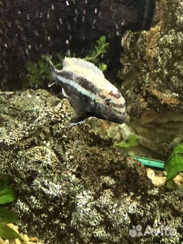 Цихлида Меланохромис золотой