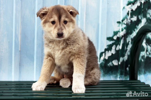 Щенки метисы хаски-лайки