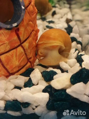 Улиточки Ампулярии