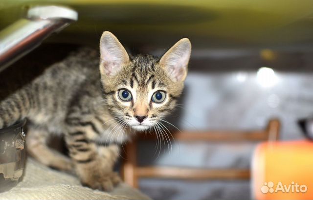 Уникальные котята (бесплатно)