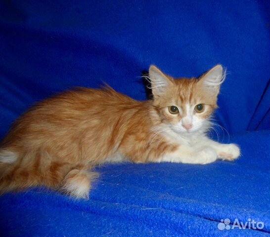 Котята Рыже-Золотые Пушистики в дар в добрые руки