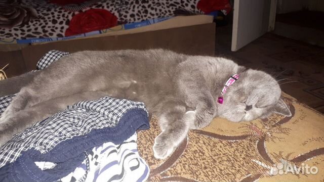 Ищем вислоухого котика для вязки)