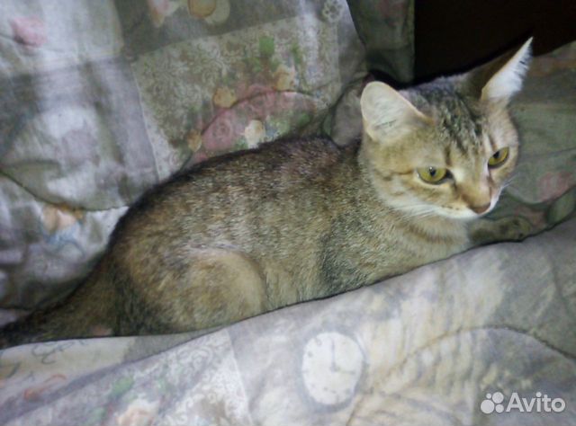 2 Кошки не породистые