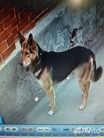 Потерялась собака