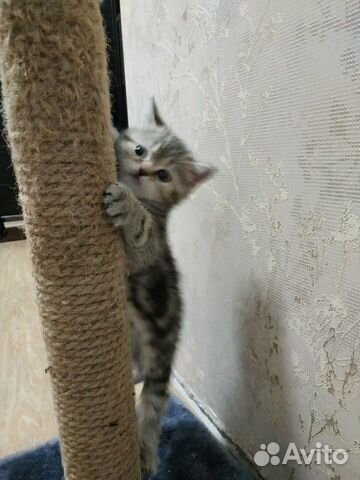 Шотландский котенок