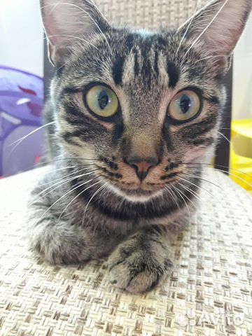 Пропала кошка