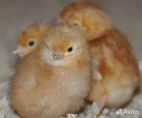 Цыплята