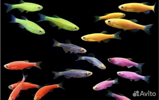 Данио глофиш