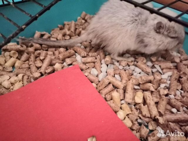 Песчанка с клеткой