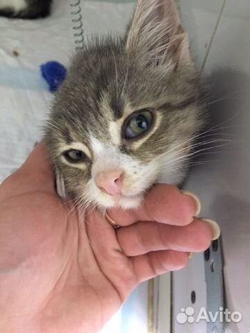 Котёнок очень хочет домой