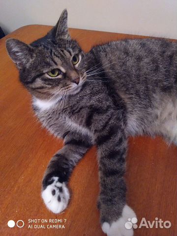 Кошечка в добрые руки