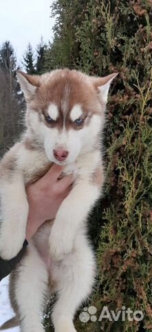 Сибирский хаски