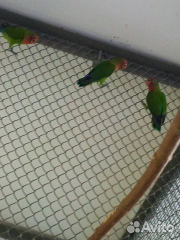 Попугай неразлучник