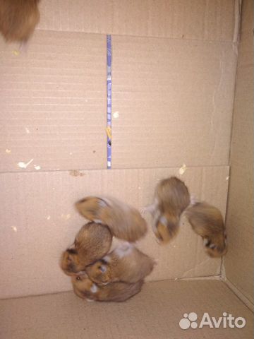 Хомяки сирийские в дар(малютки)