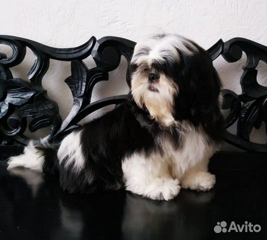 Щенки ши тцу