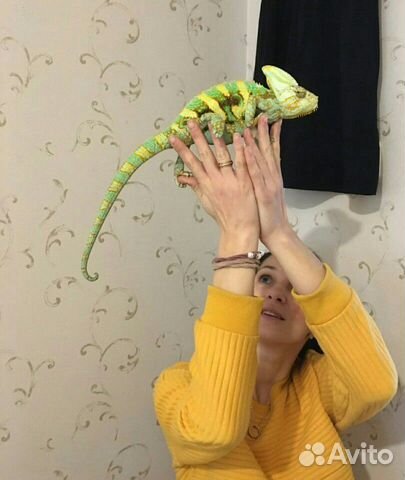 Самка Хамелеон почти 2 мес