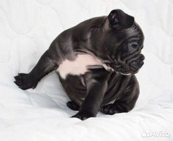 Щенок Американского булли