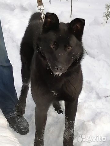 Молодой умный песик в самые добрые ручки