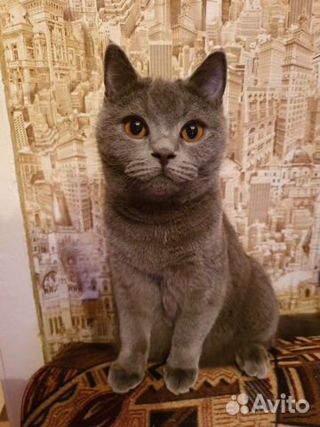 Британская на вязку,ищем котика