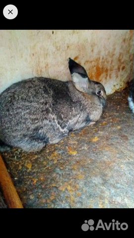 Продам крола