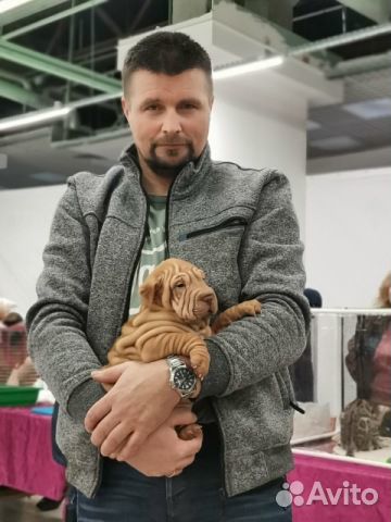 Шарпеи