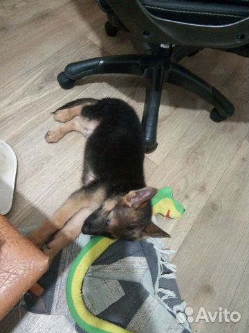 Щенок чистокровный немец, мальчик-2,5 мес