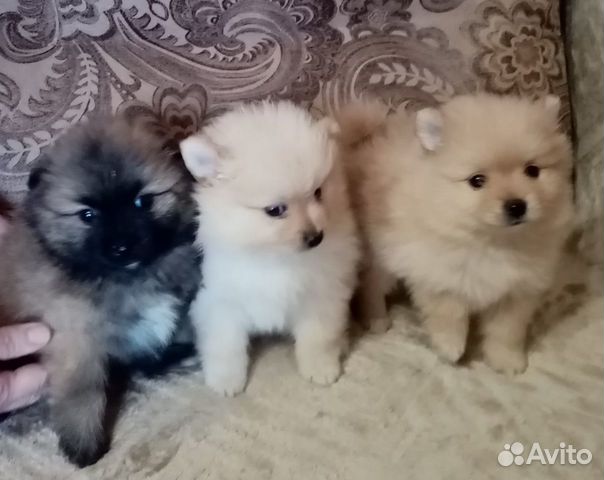 Щенки немецкого шпица