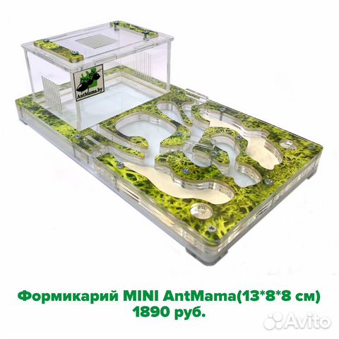 Муравьиная ферма(формикарий)