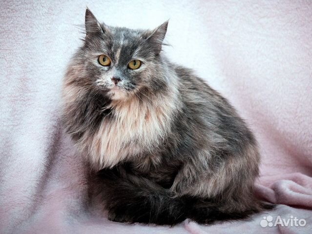 Кошка, которую зовут Мышка