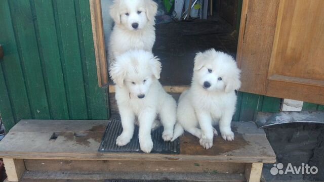 Щенки мареммы