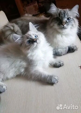 Невская маскарадная