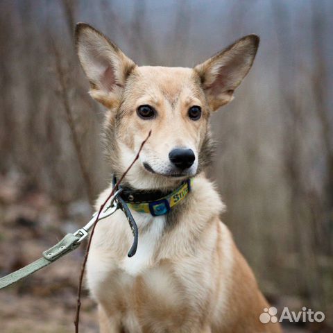 Девочка Лак