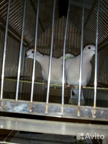 Смеющиеся горлицы