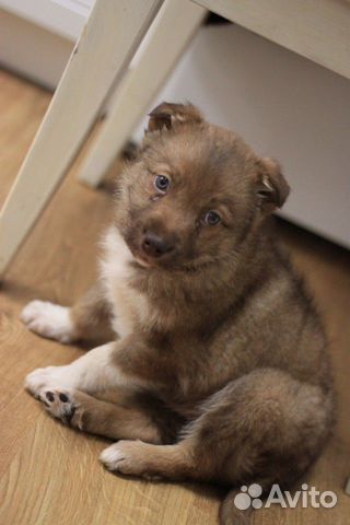 Коричневое чудо