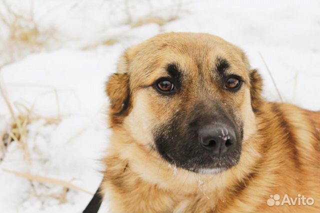 Собака Фокси из приюта ищет дом