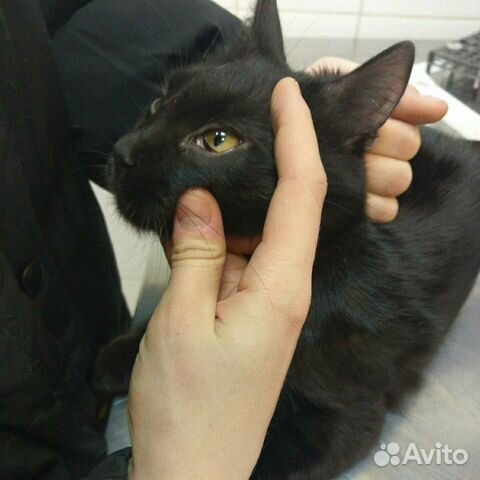 Котята мальчики 6 месяцев