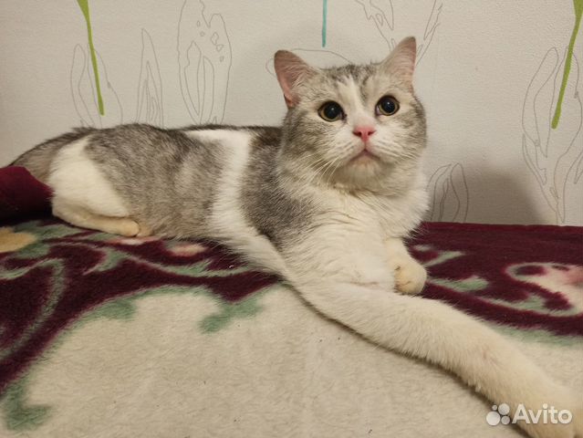 Кошка