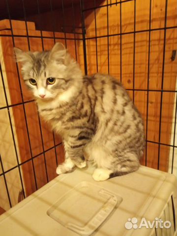 Котенок Лео