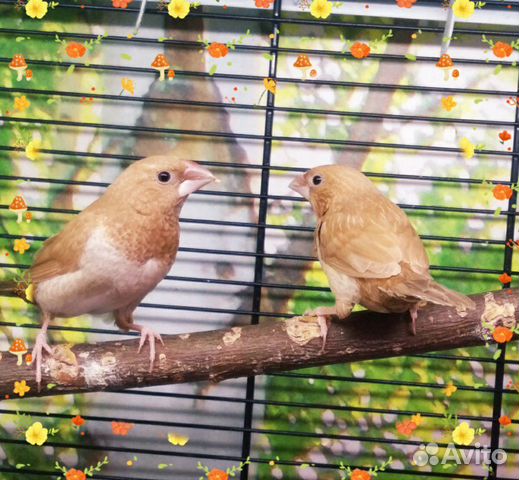 Самец и самочка японской амадины