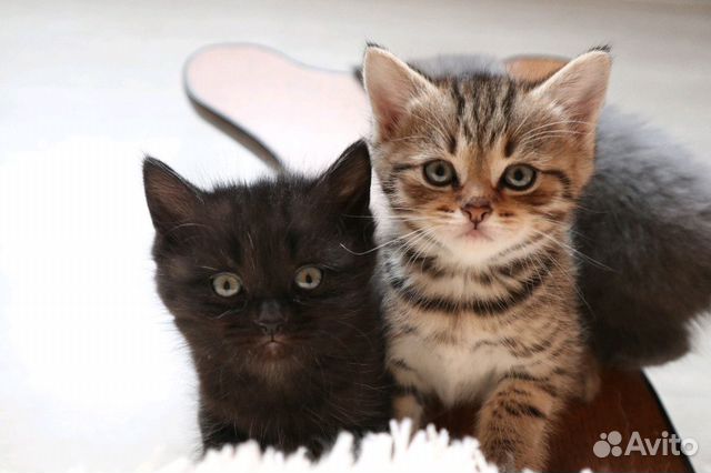 Котята скоттиш страйт в заботливые руки