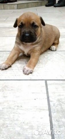 Щенки помесь стаффордширского терьера