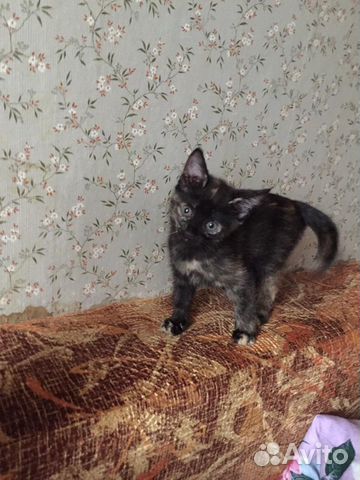 Котёнок, девочка, многоцветная 2,5 м