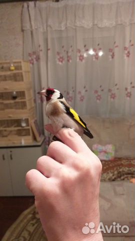 Продам щеглов и свирестель