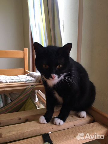 Кошка Гаечка в добрые руки